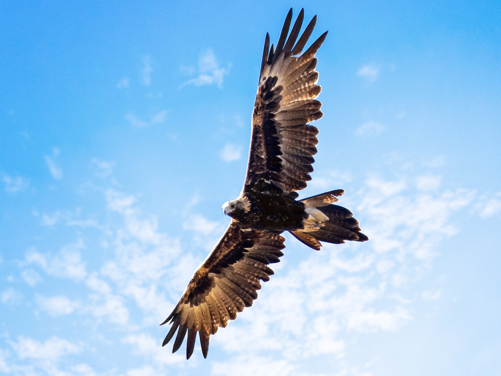 Wedge-tailed Eagle - eBird