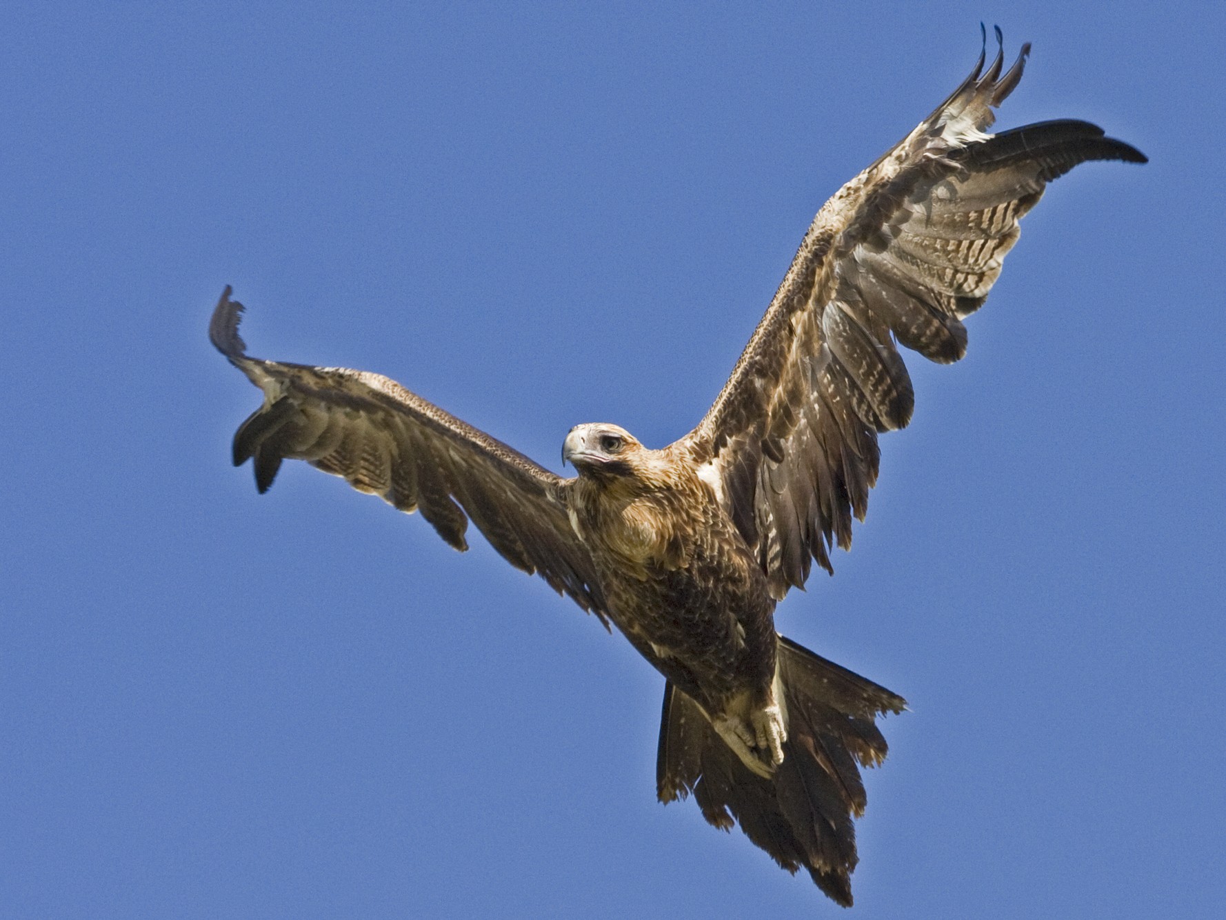 Wedge-tailed Eagle - eBird