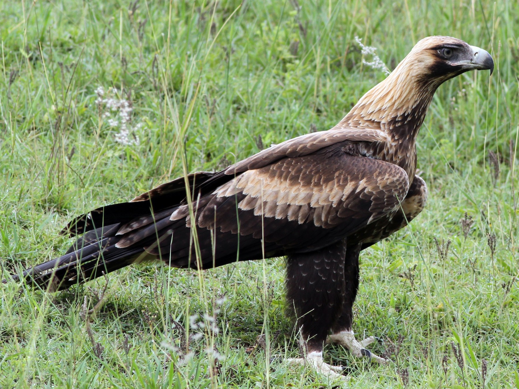 Wedge-tailed Eagle - eBird