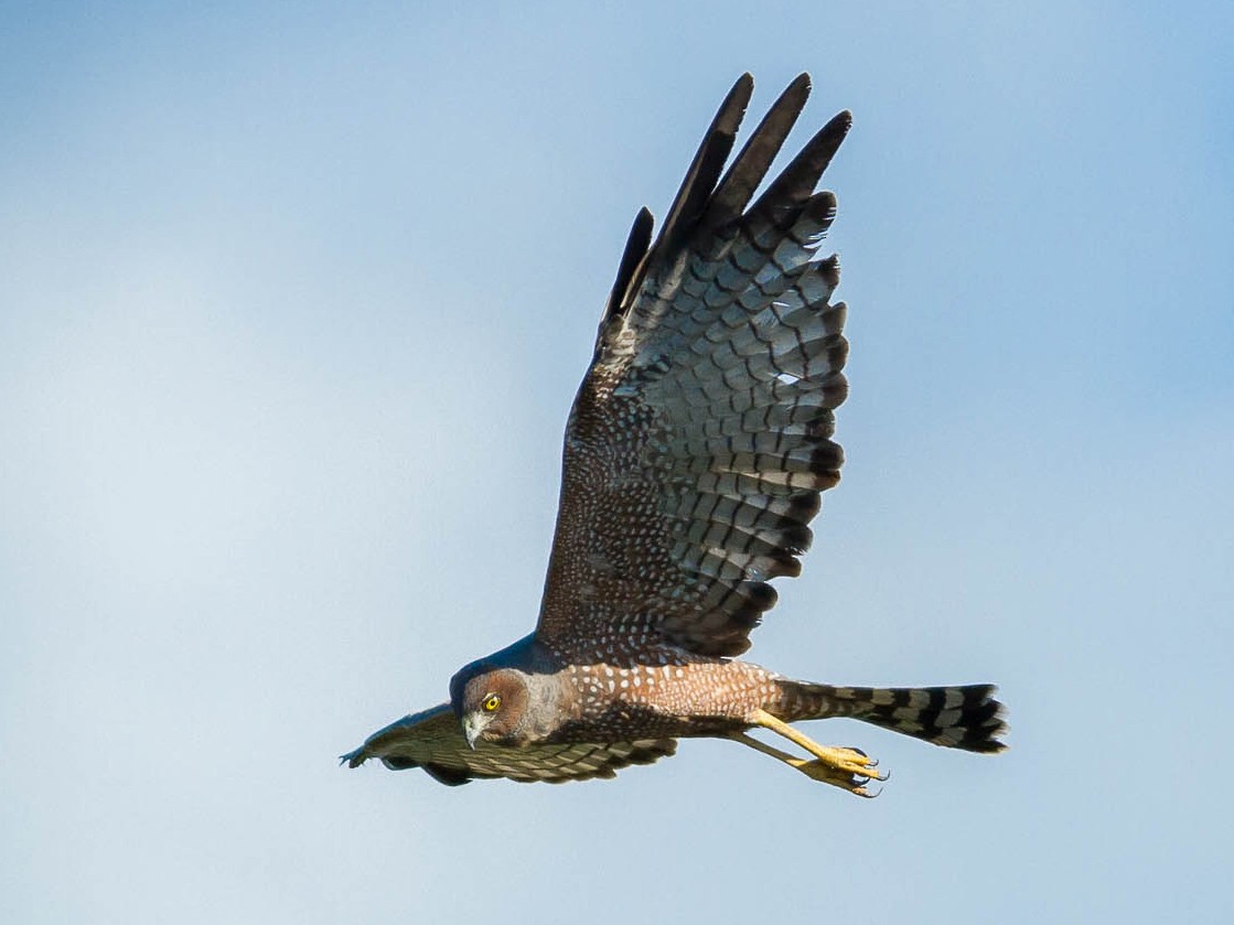 Spotted Harrier - eBird
