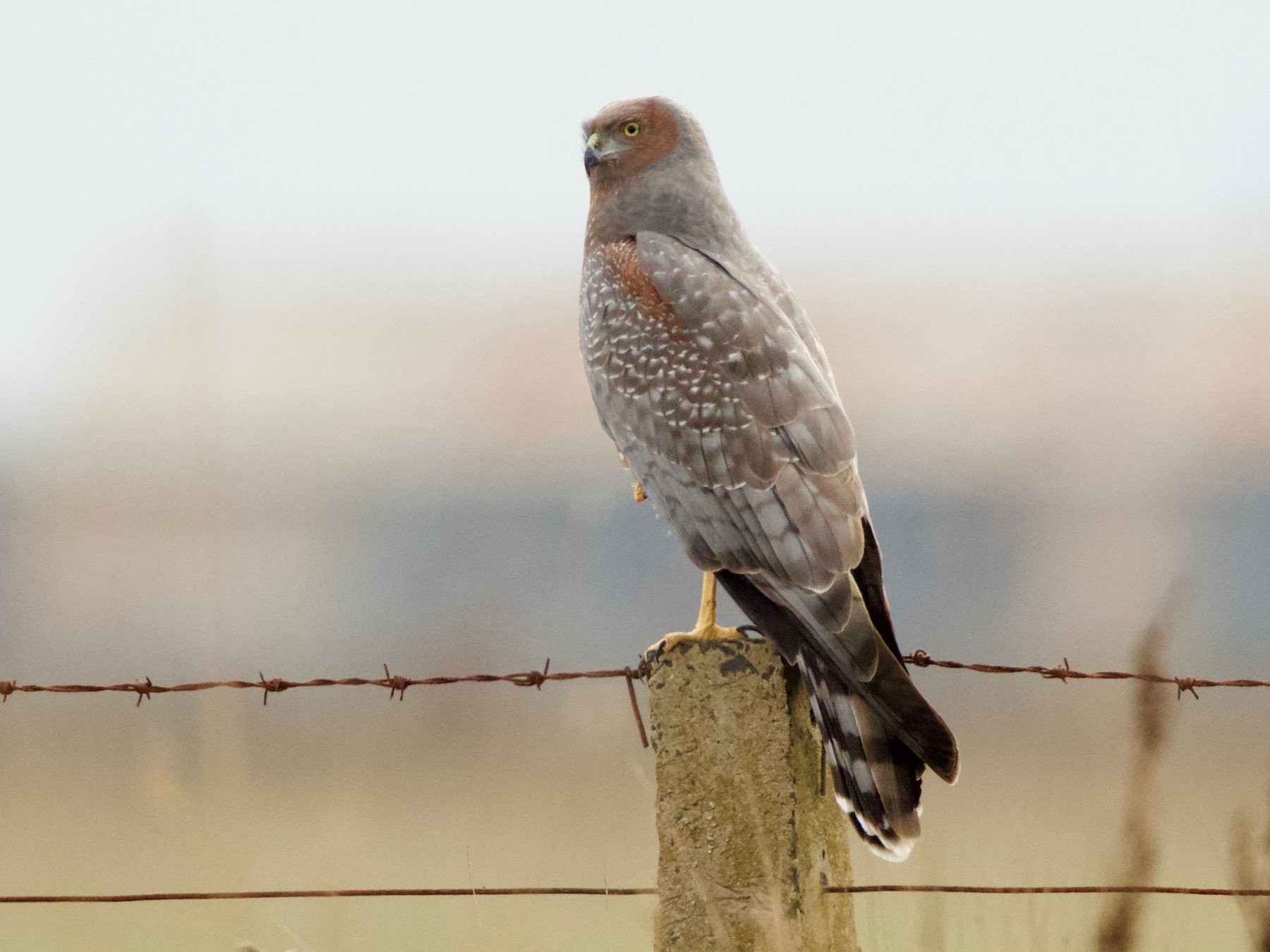 Spotted Harrier - eBird