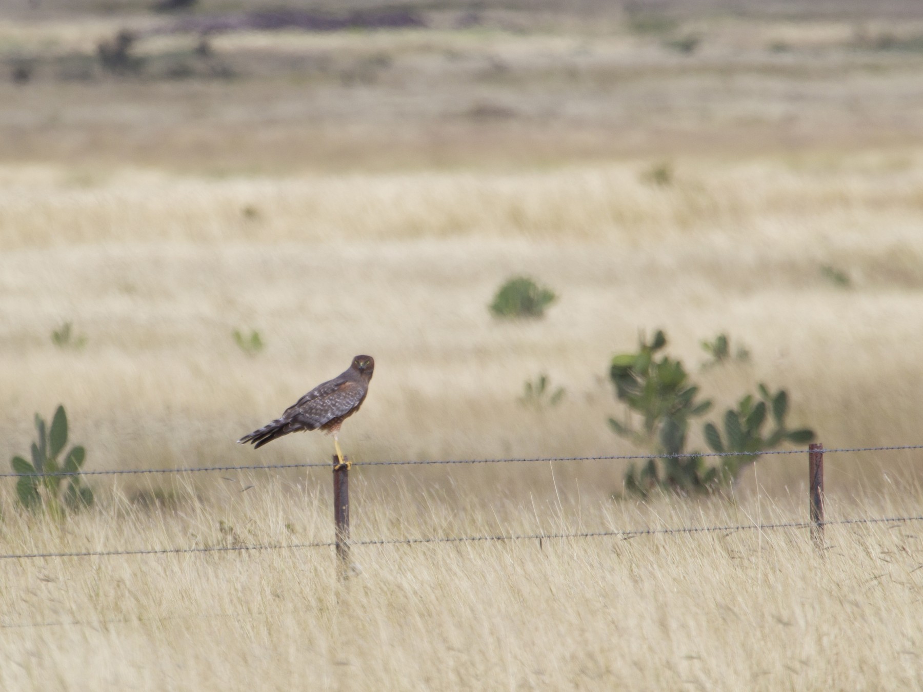 Spotted Harrier - eBird