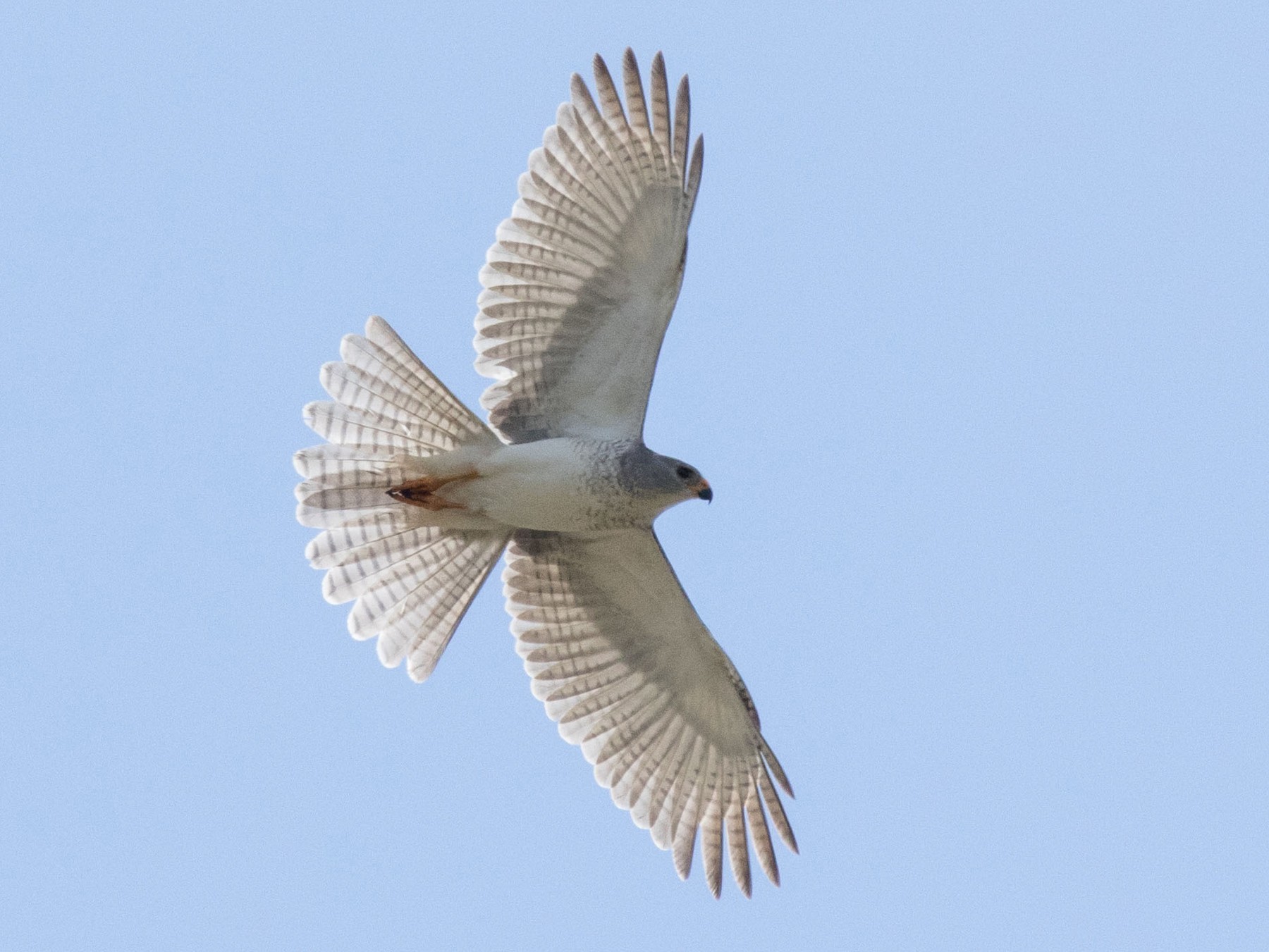 Gray Goshawk - eBird