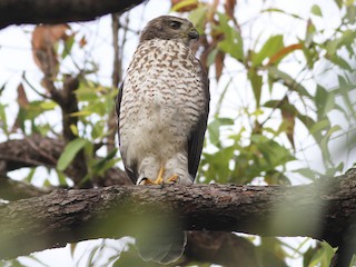 Gray Goshawk - eBird