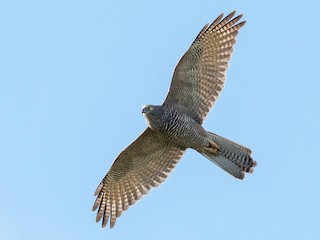 Brown Goshawk - eBird