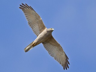 Brown Goshawk - eBird