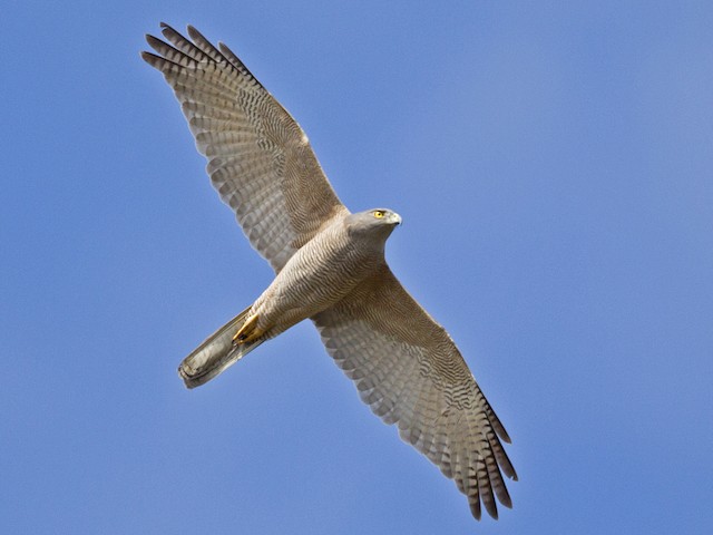 Goshawk Vs Sparrowhawk