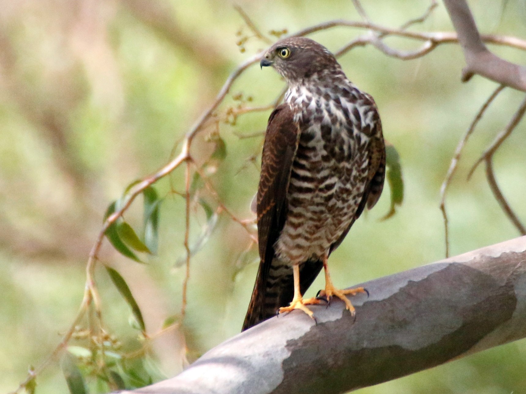 Collared Sparrowhawk - eBird