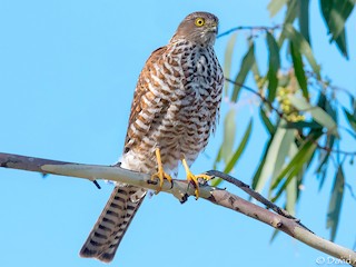 Collared Sparrowhawk - eBird