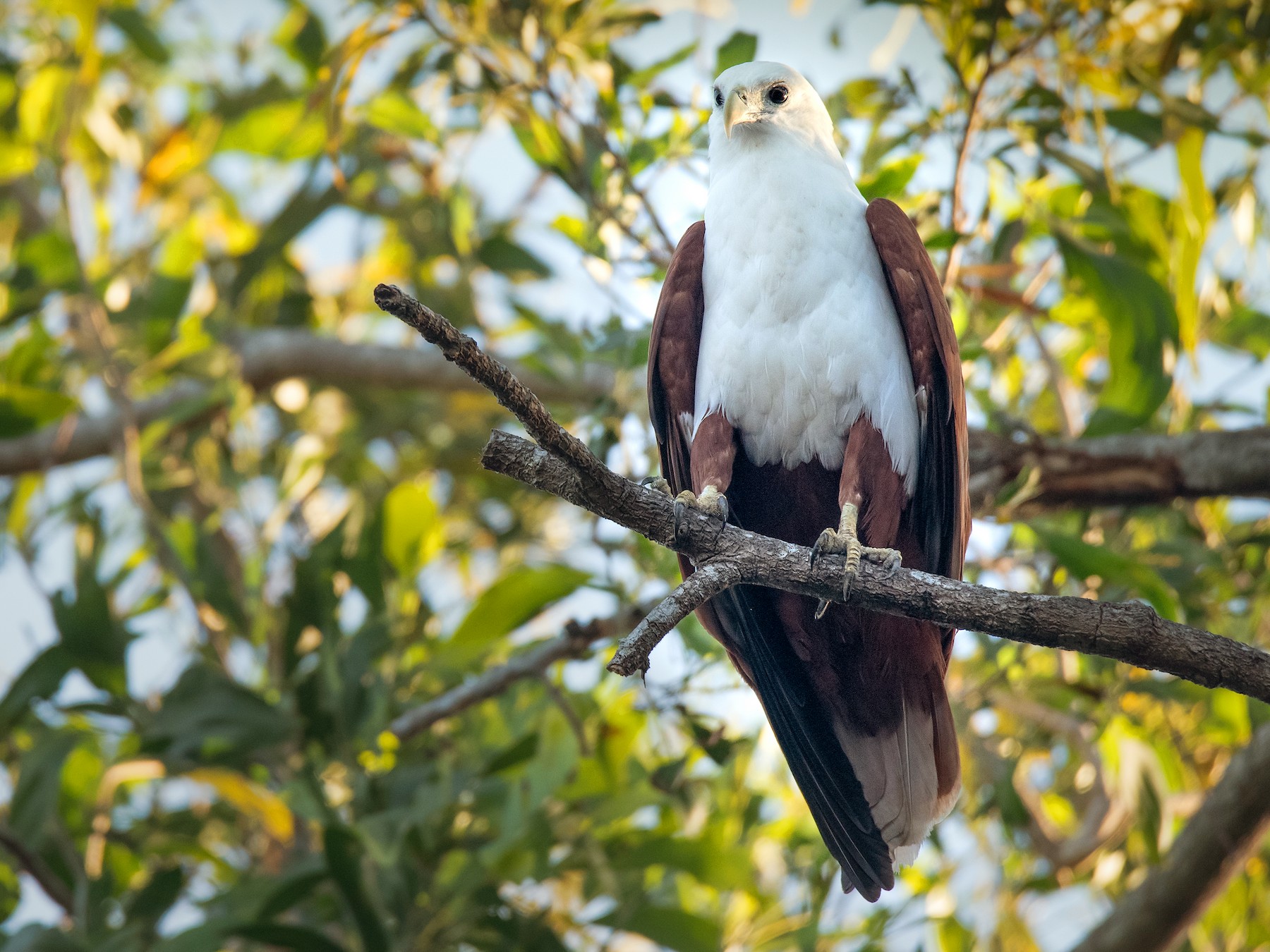 Brahminy Kite - eBird