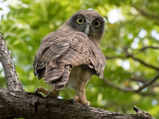 Rufous Owl - eBird