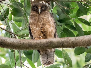 Rufous Owl - eBird