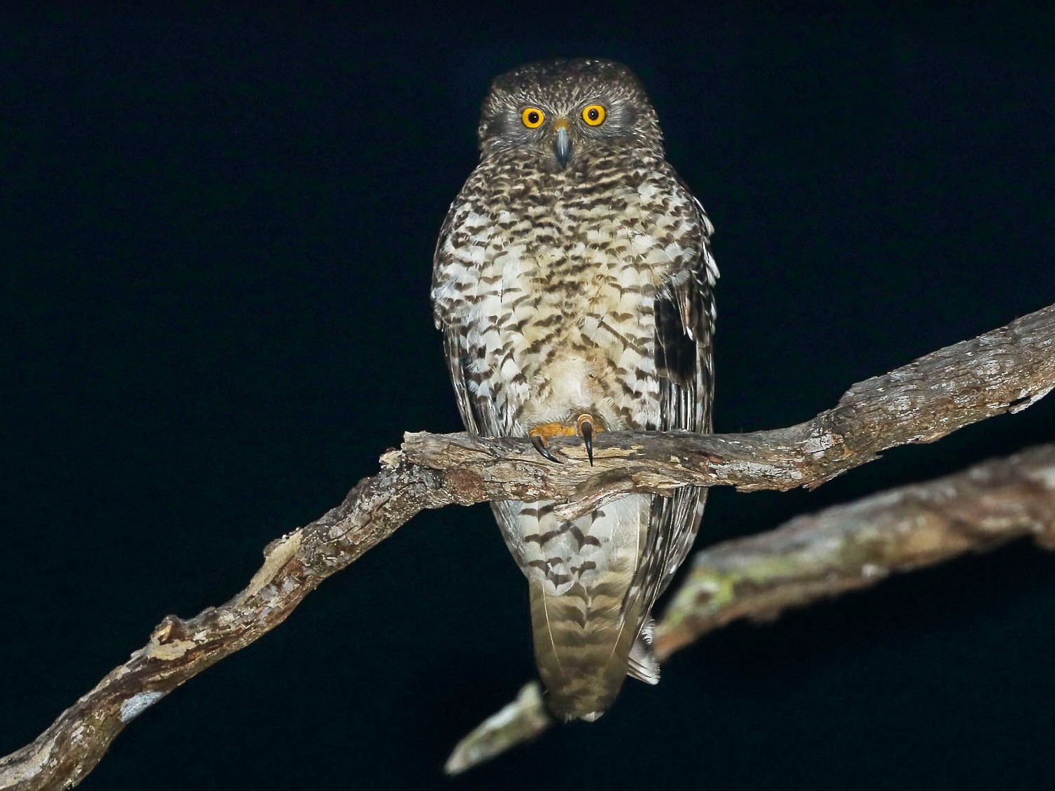 Powerful Owl - eBird