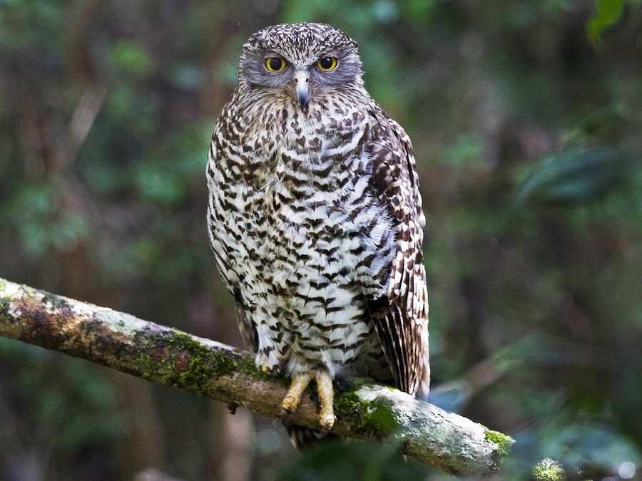 Powerful Owl - eBird