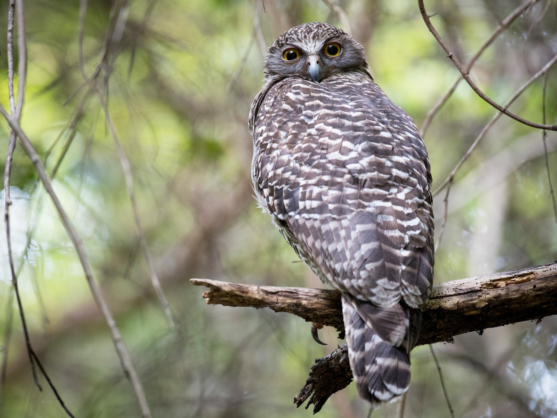 Powerful Owl