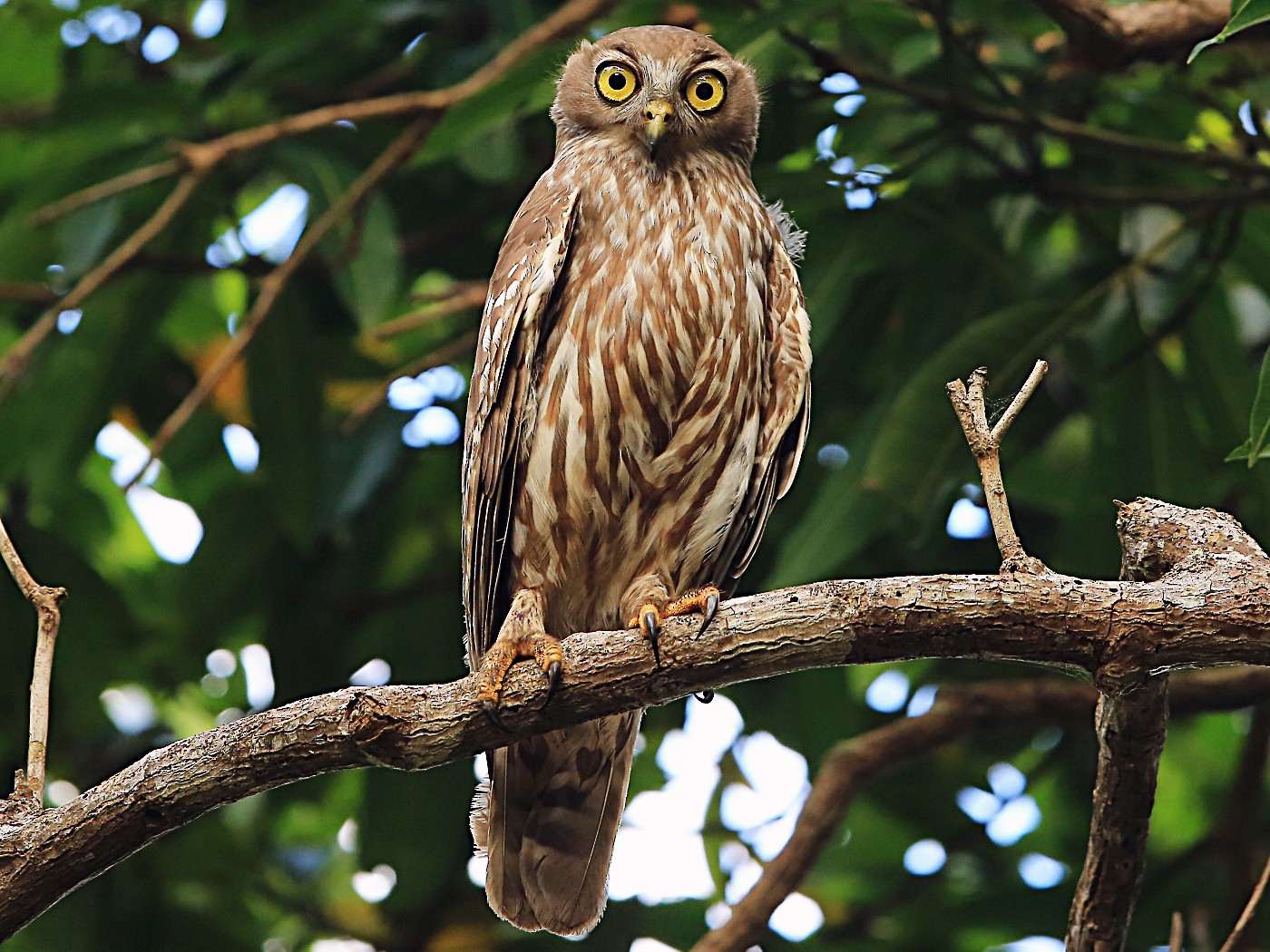 Nínox Ladrador - eBird