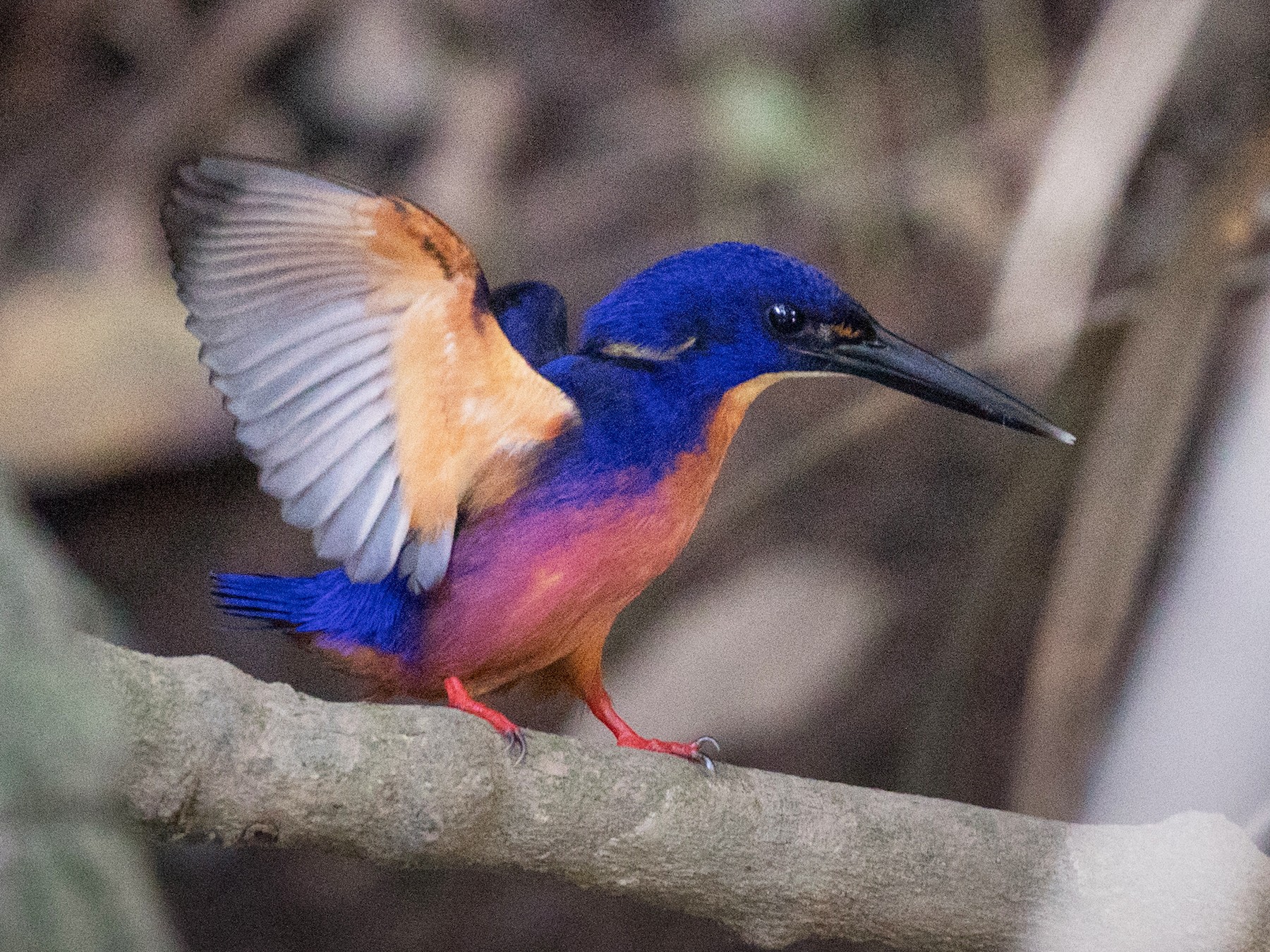 Azure Kingfisher - eBird