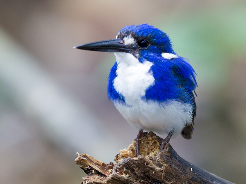 Little Kingfisher - eBird