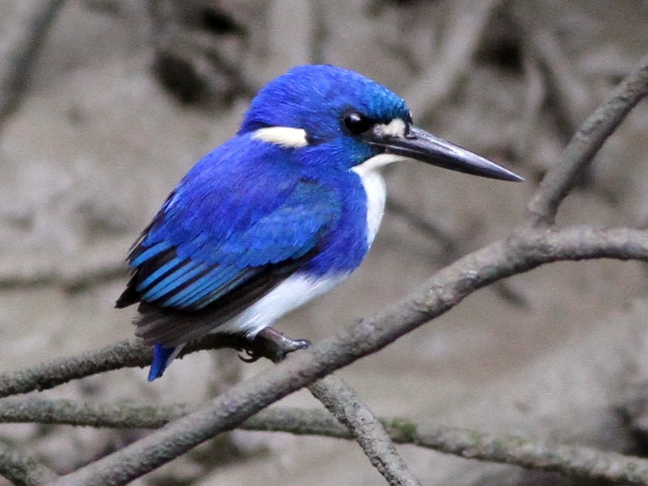 Little Kingfisher - eBird