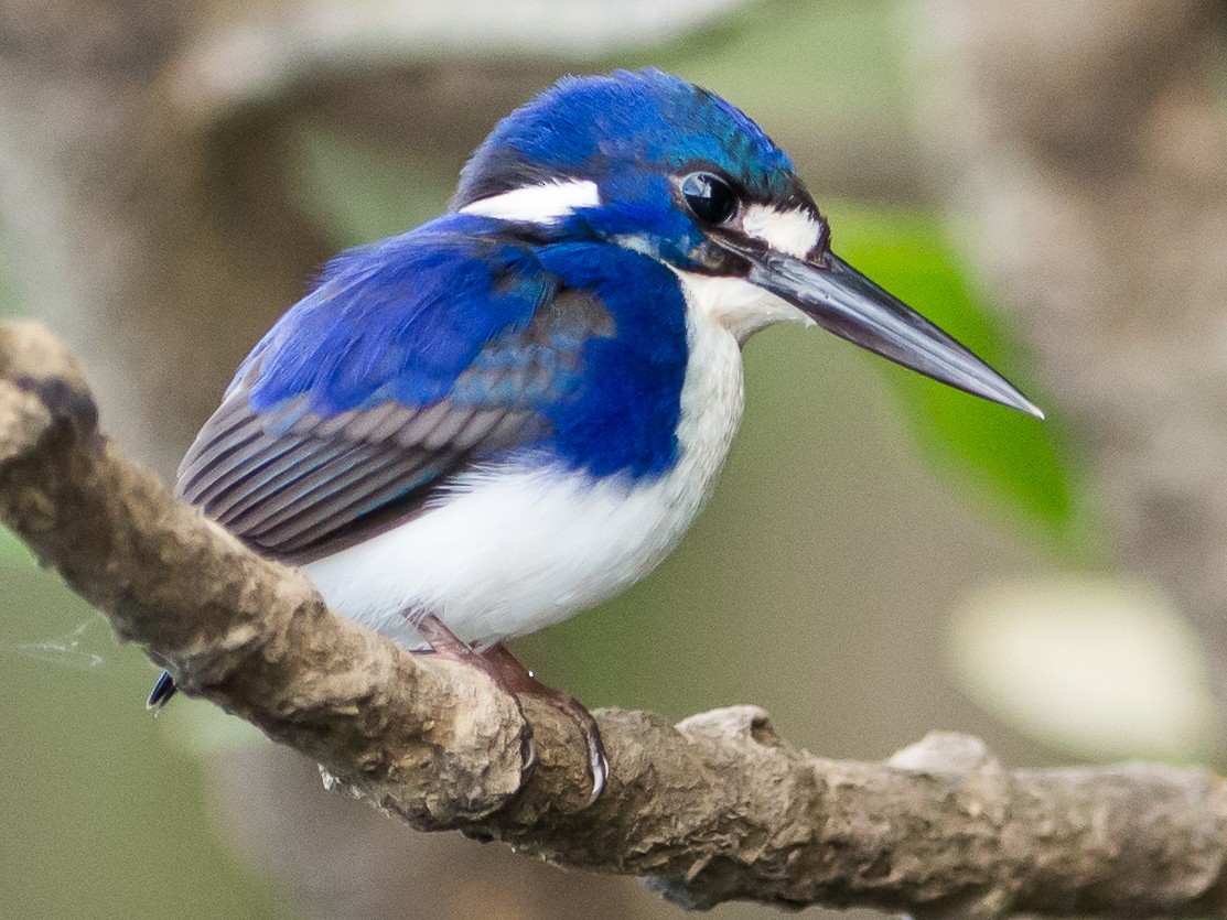 Little Kingfisher - eBird
