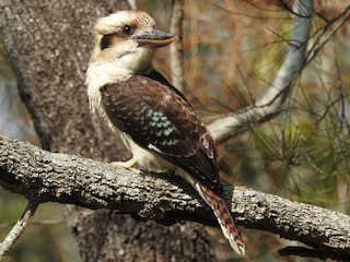 Cucaburra Común - eBird