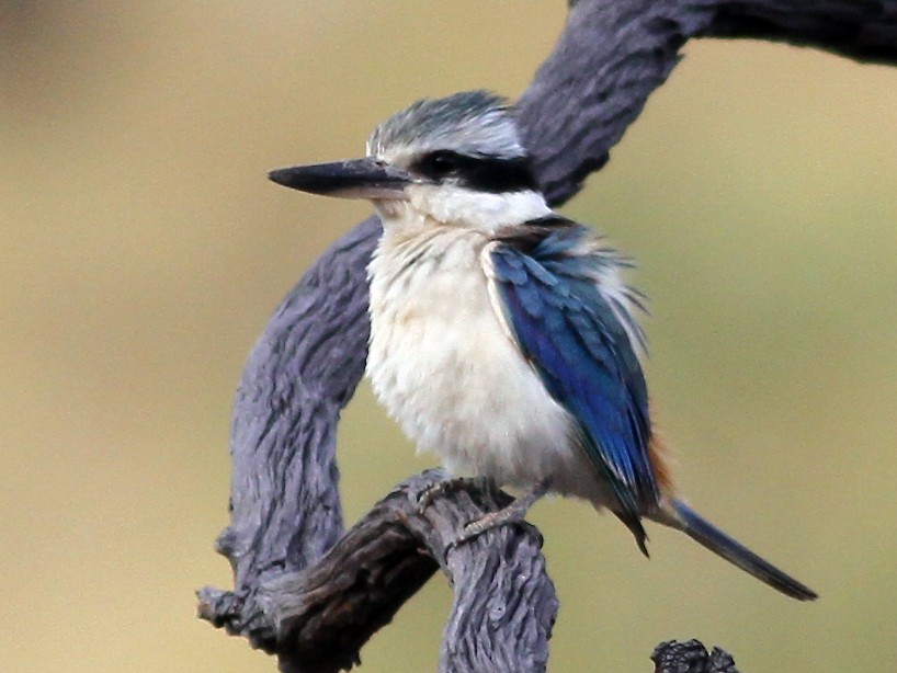 Red-backed Kingfisher - eBird