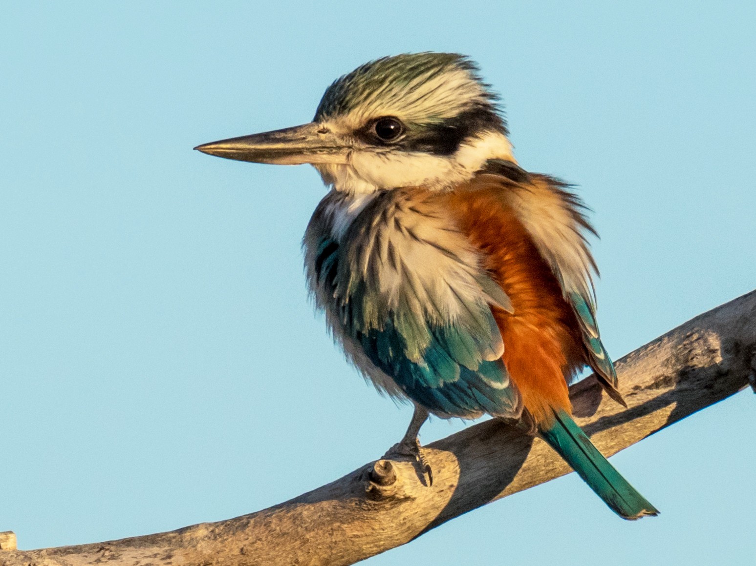 Red-backed Kingfisher - eBird