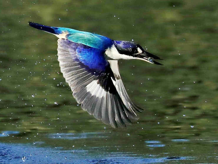 Forest Kingfisher - eBird