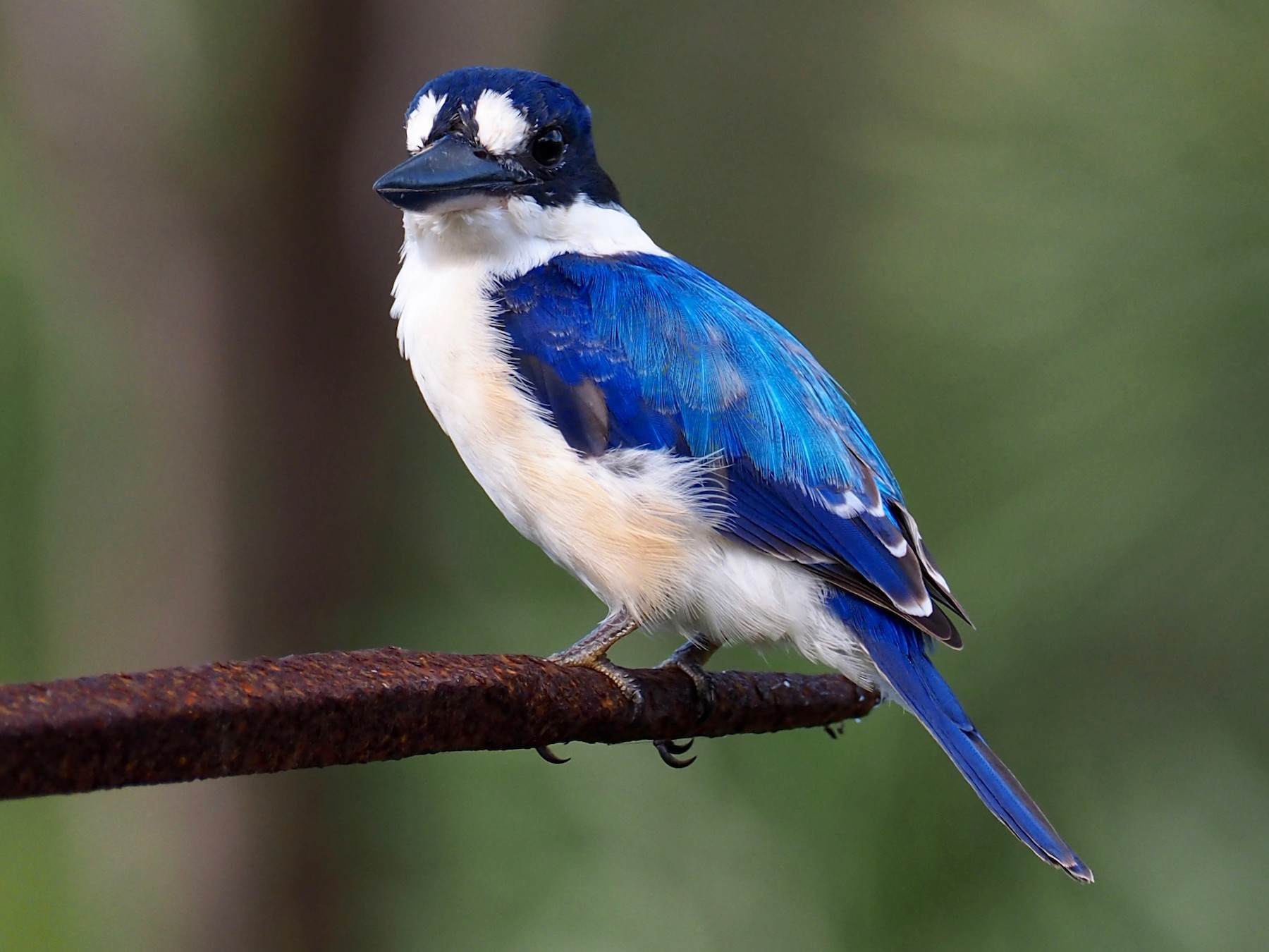 Forest Kingfisher - eBird