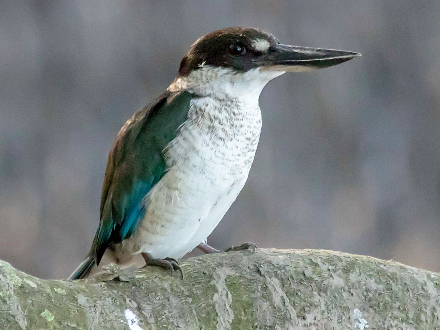 Torresian Kingfisher - eBird