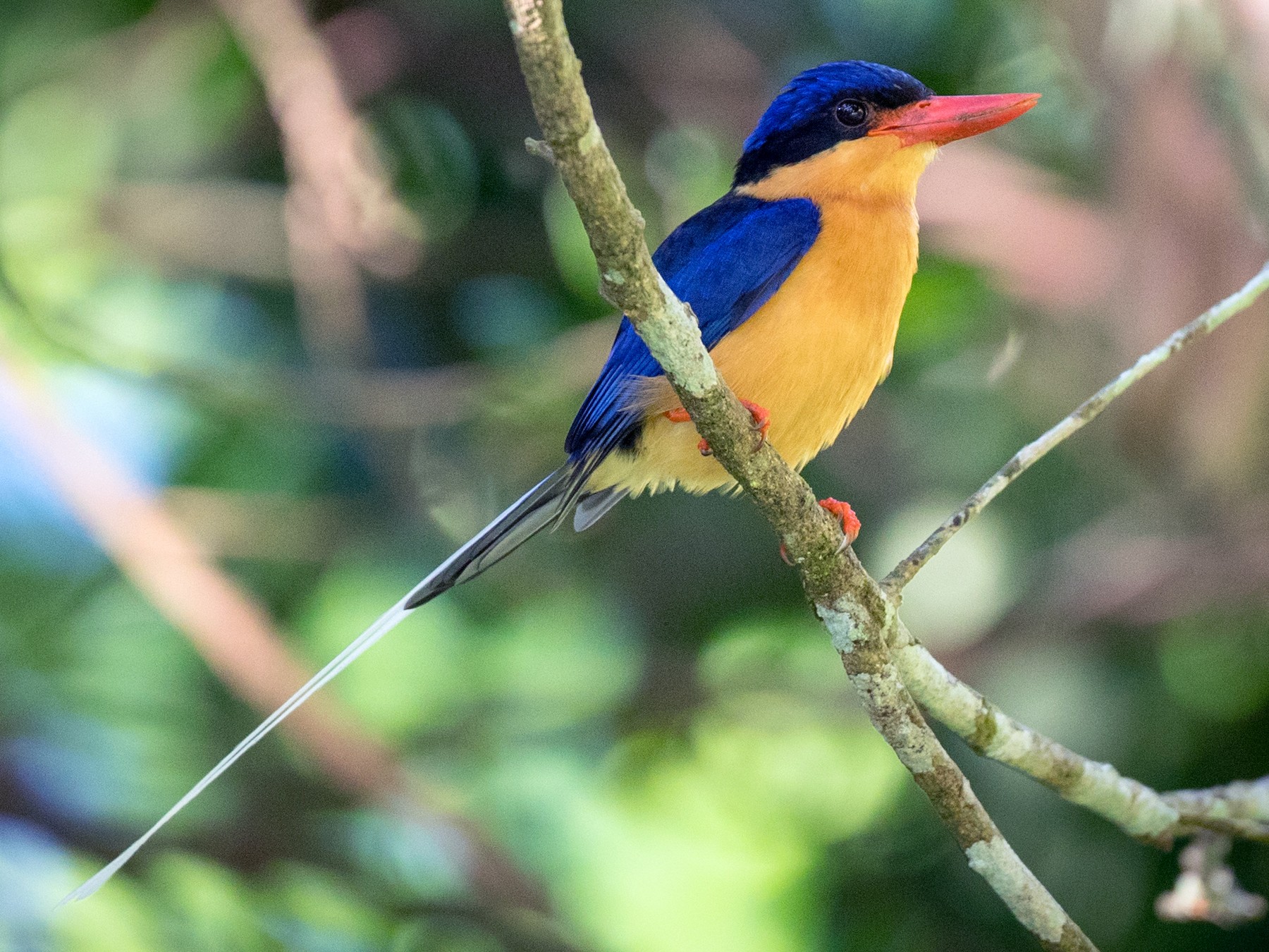 Buff-breasted Paradise-Kingfisher - eBird