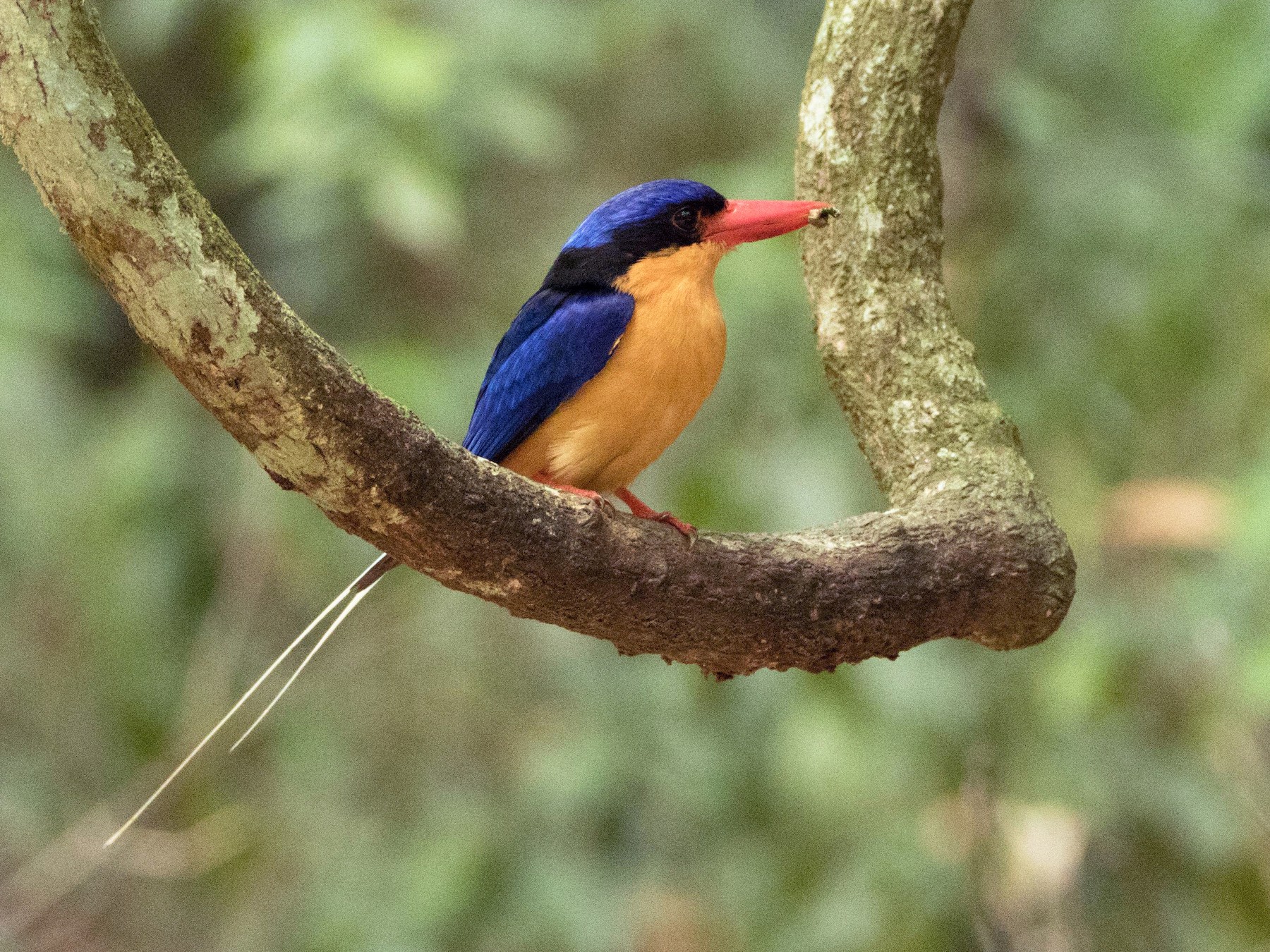 Buff-breasted Paradise-Kingfisher - eBird
