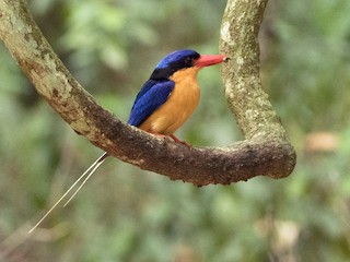Buff-breasted Paradise-Kingfisher - eBird