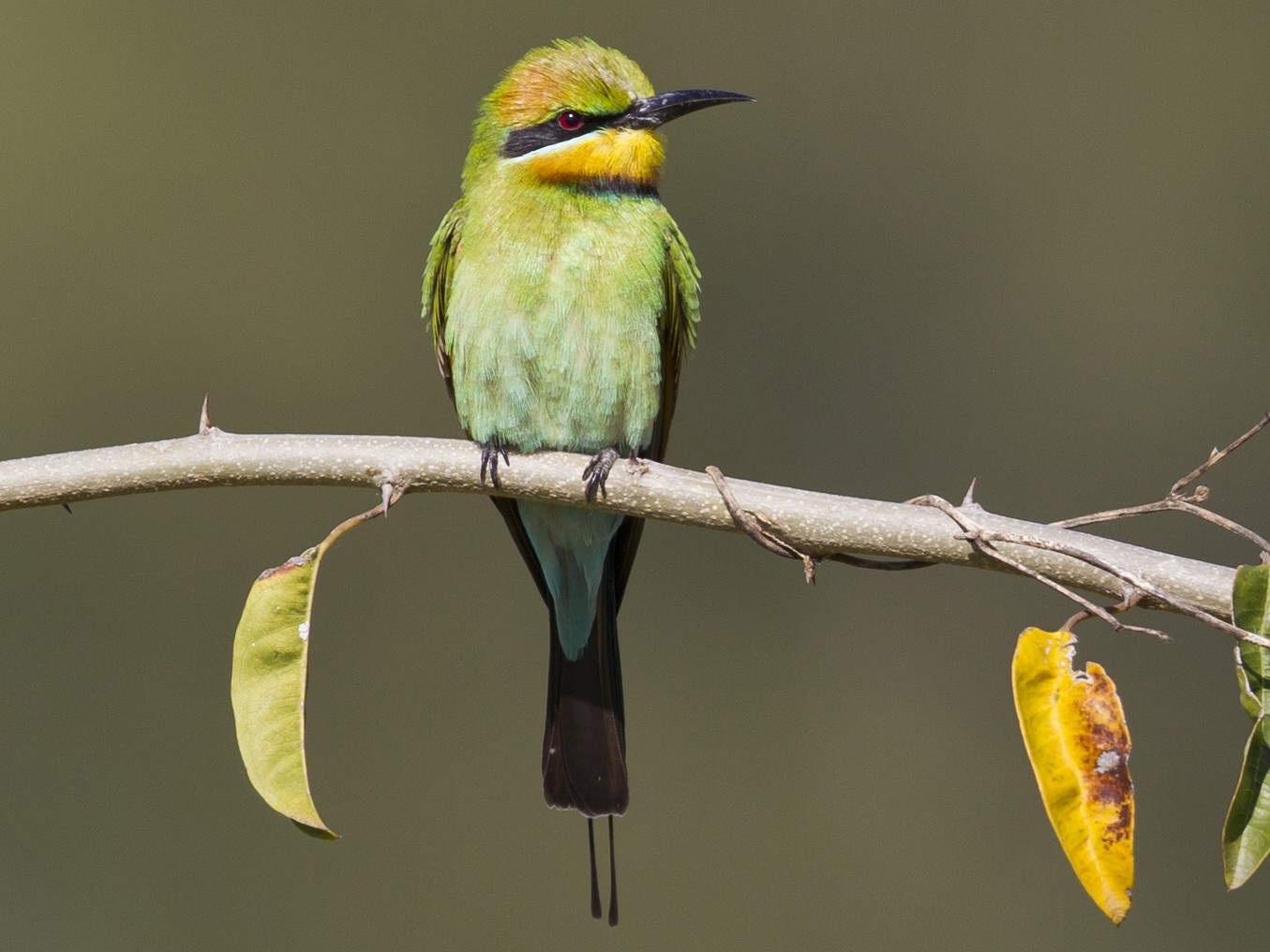 Rainbow Bee-eater - eBird