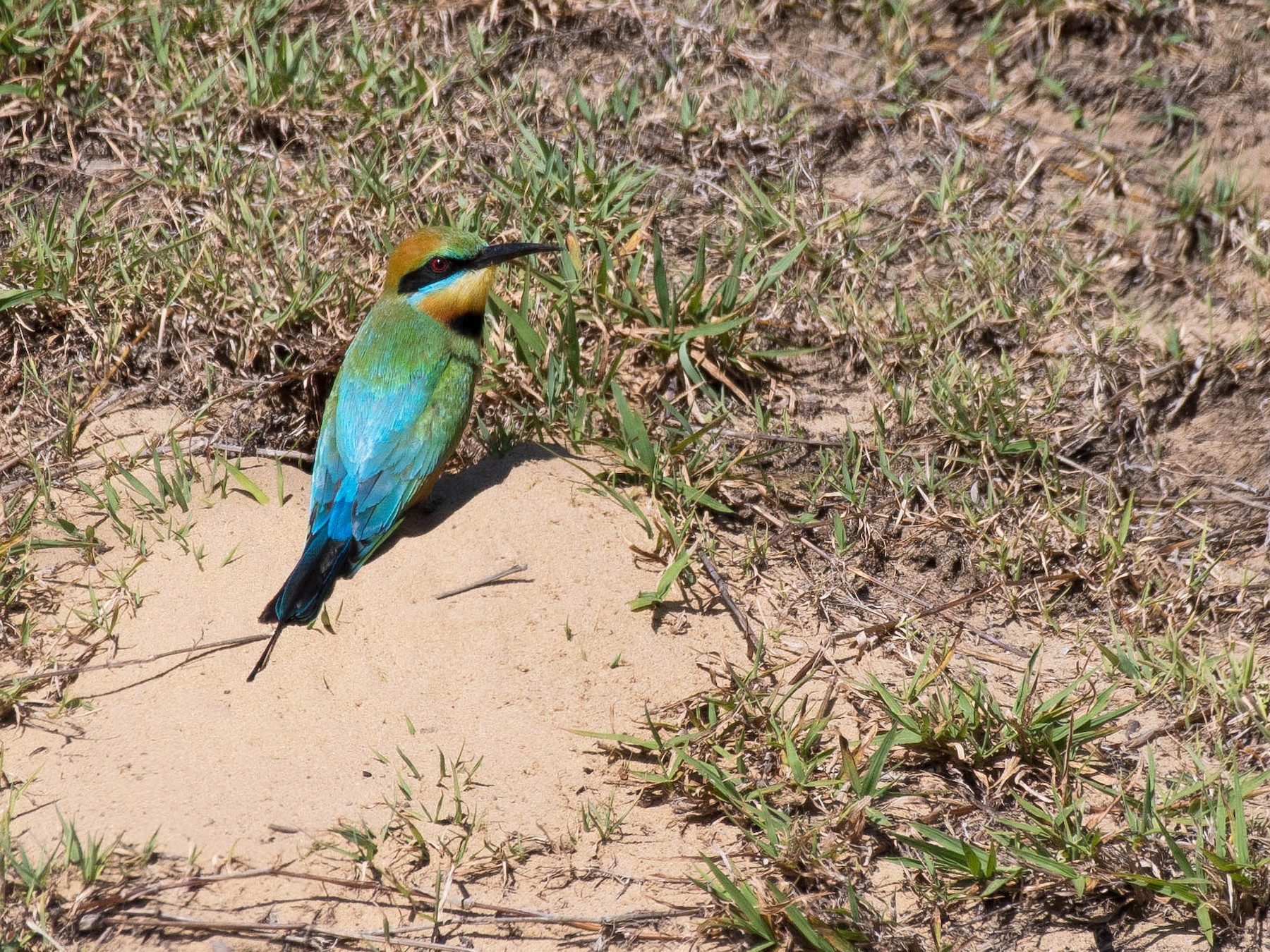 Rainbow Bee-eater - eBird