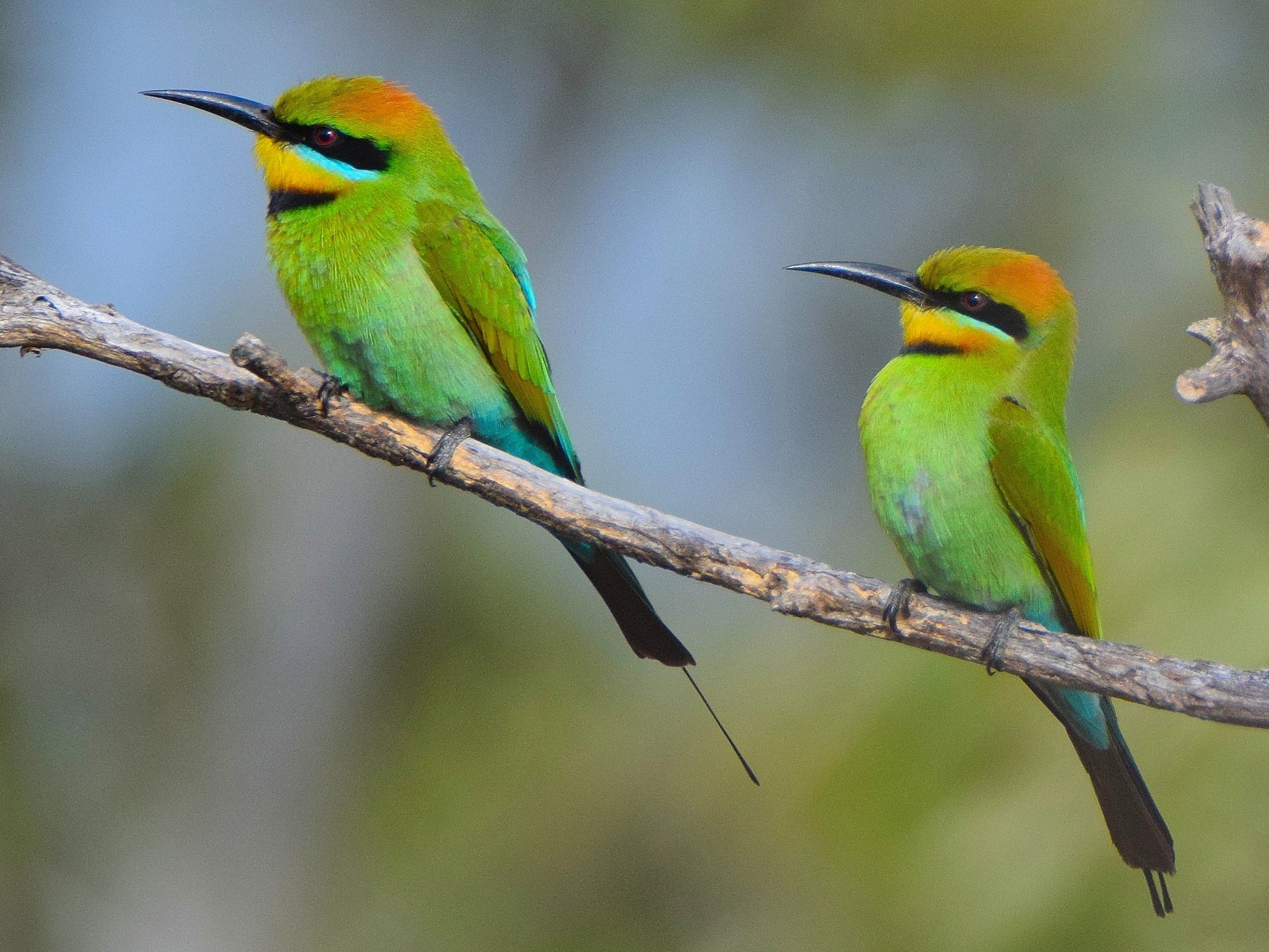 Rainbow Bee-eater - eBird