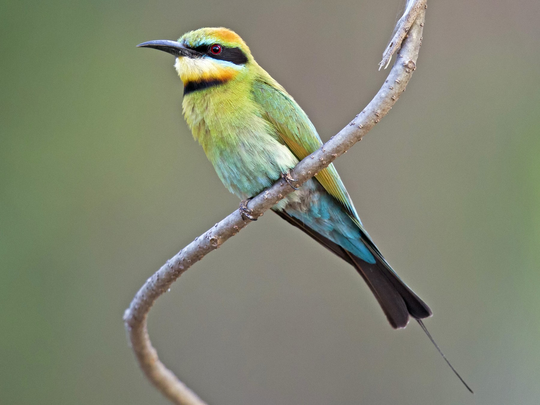 Rainbow Bee-eater - eBird