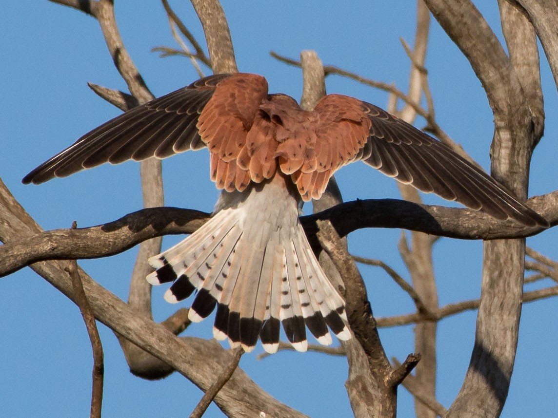 Nankeen Kestrel - eBird