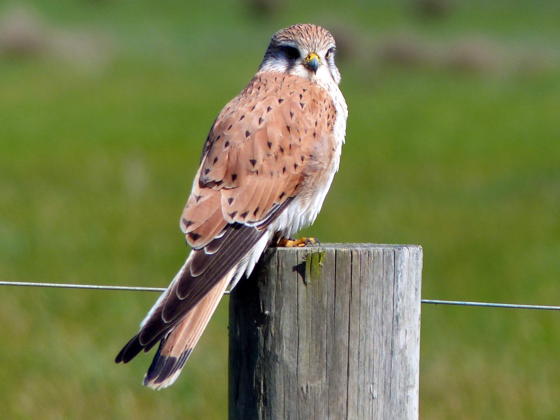 Nankeen Kestrel - eBird