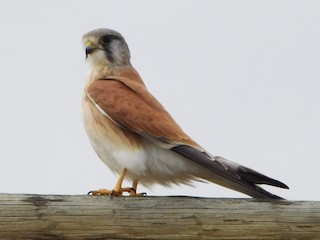 Nankeen Kestrel - eBird