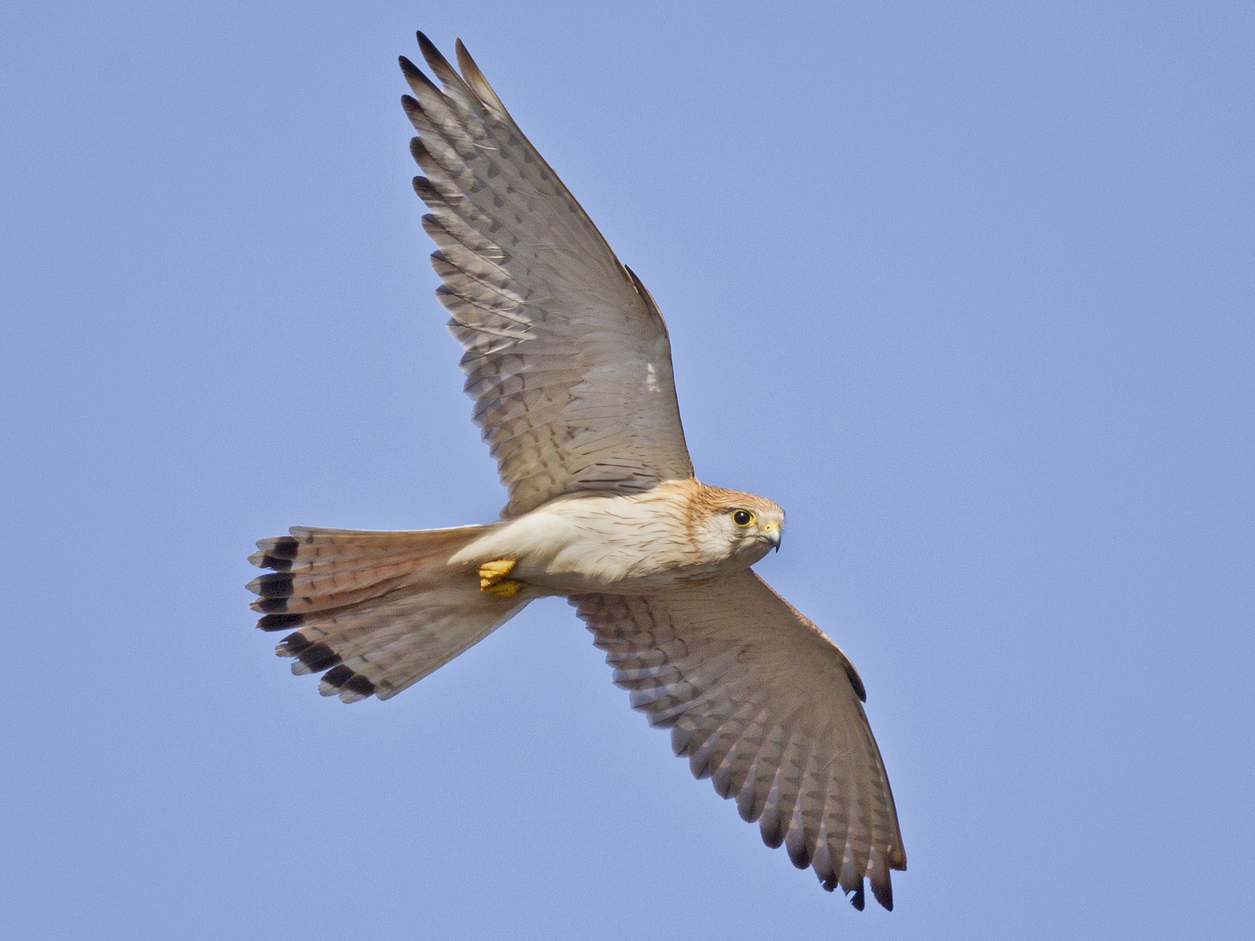 Nankeen Kestrel - eBird