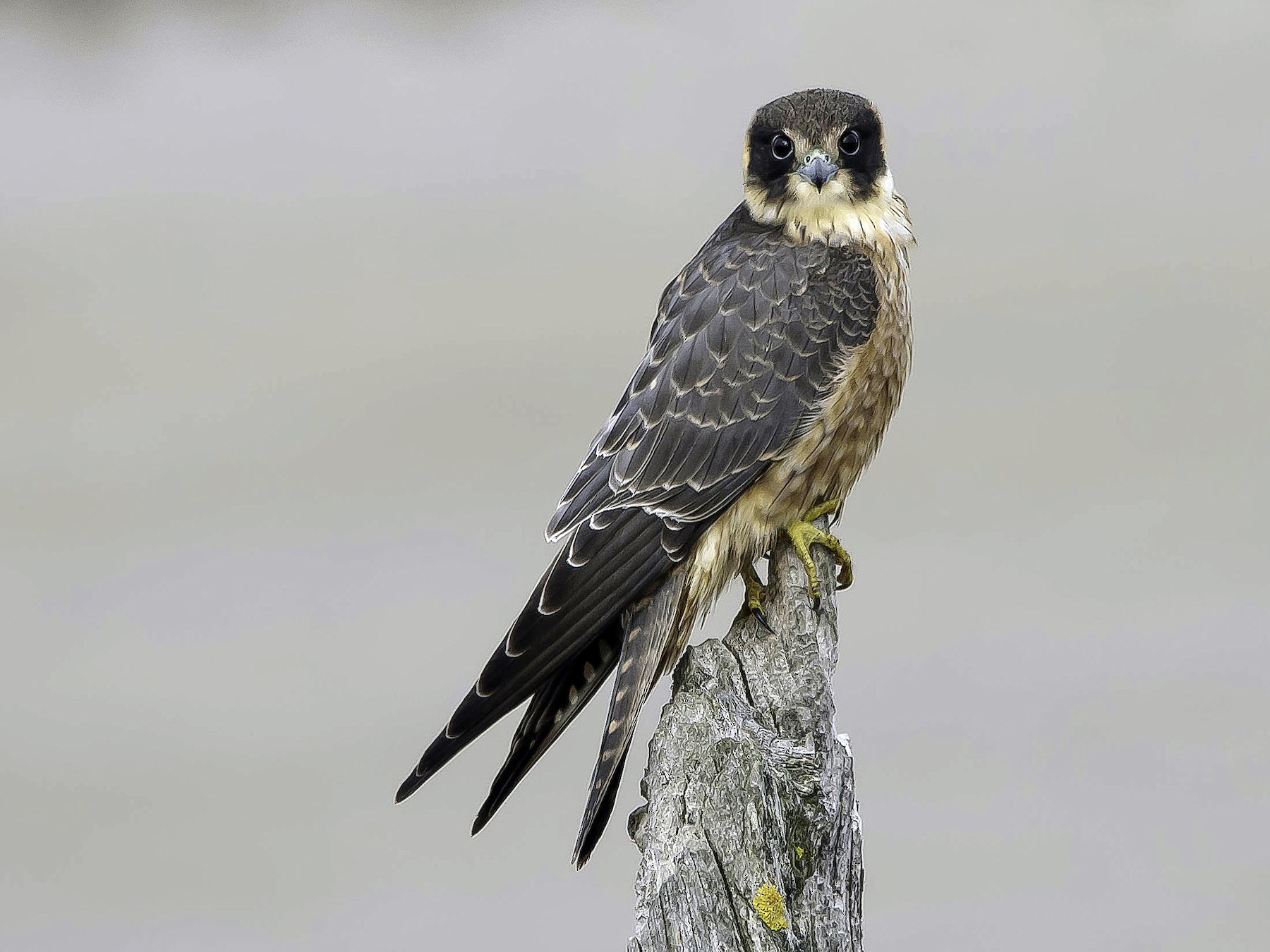 Australian Hobby - eBird