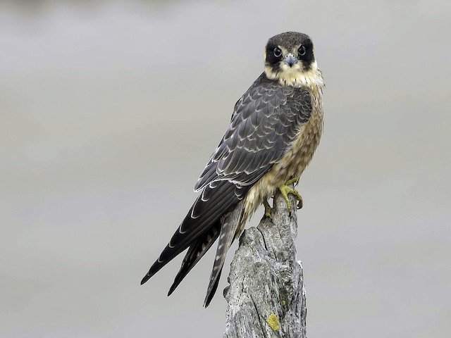 Photos - Australian Hobby - Falco longipennis - Birds of the World