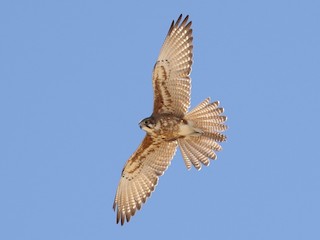 Brown Falcon - eBird