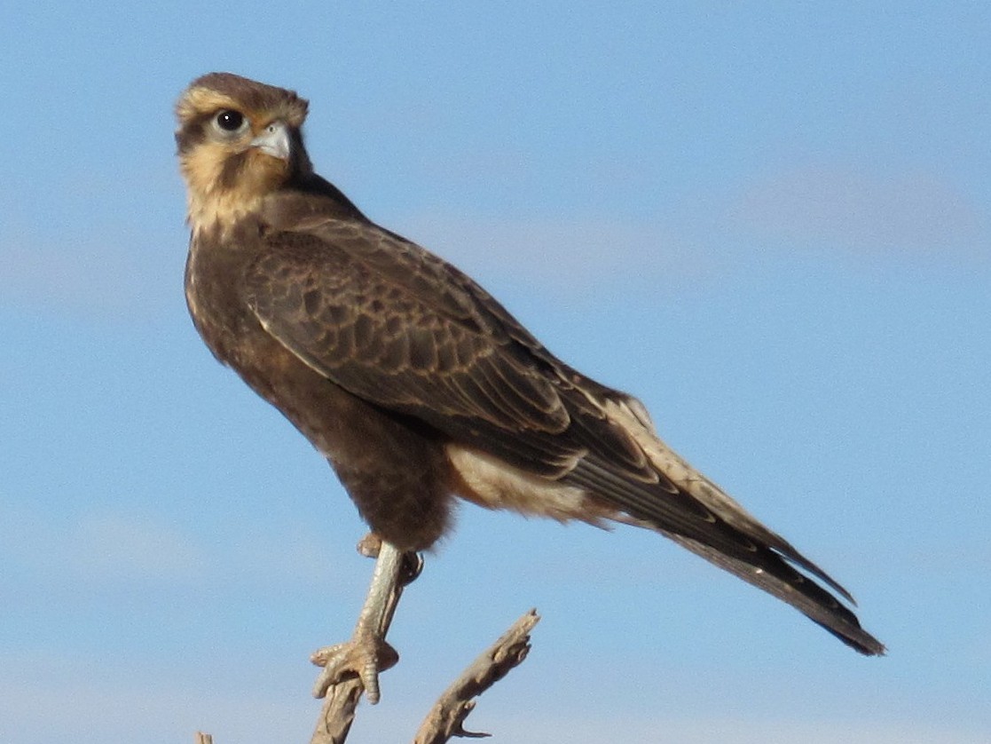 Brown Falcon - eBird