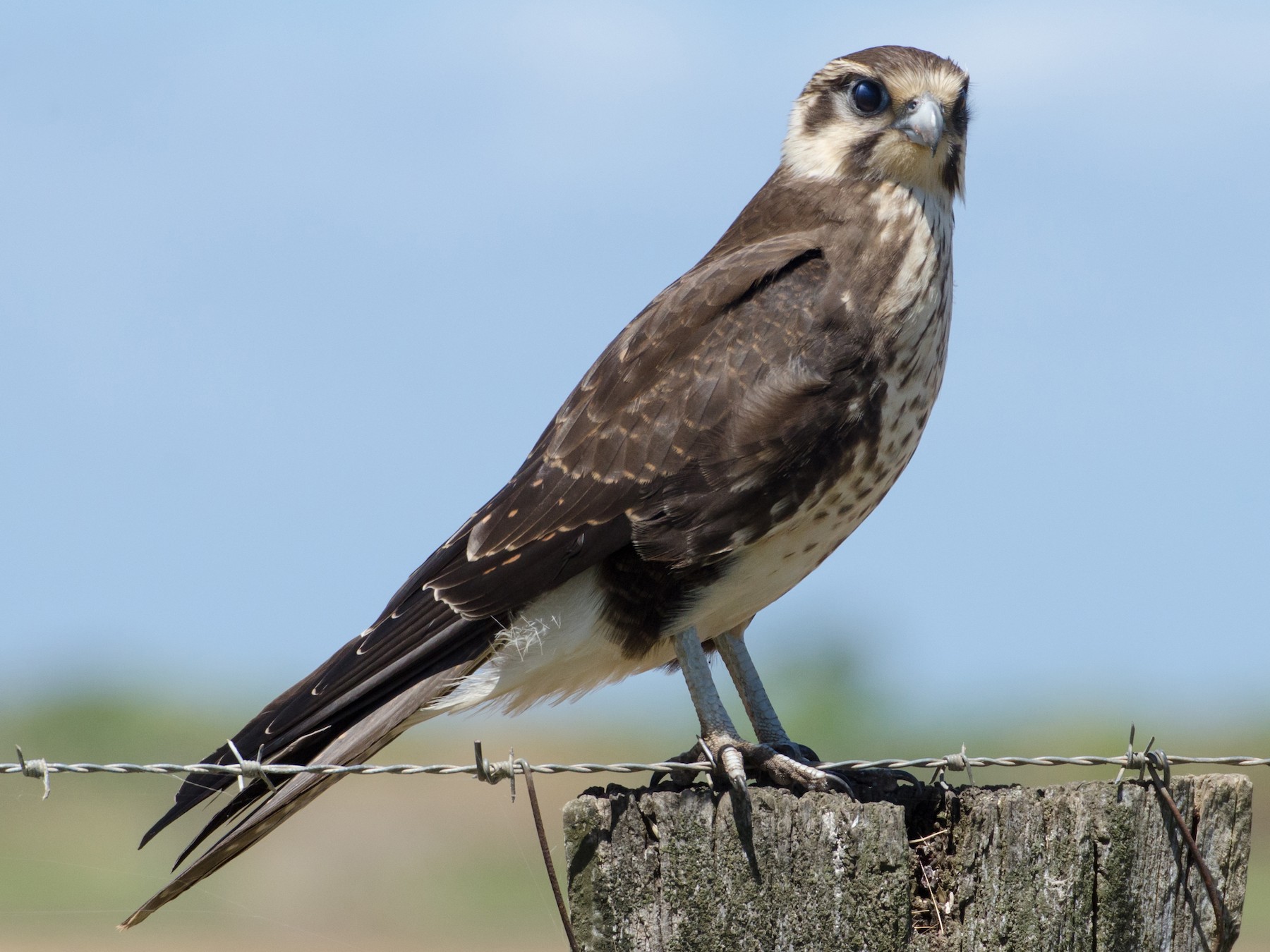Brown Falcon - eBird