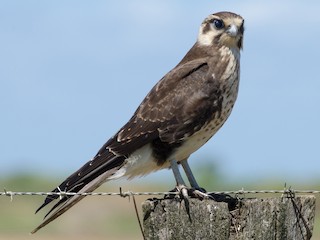 Brown Falcon - eBird