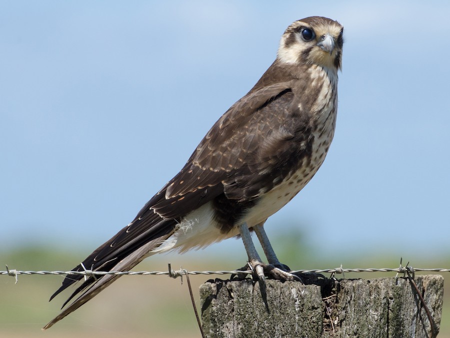 Brown Falcon - eBird