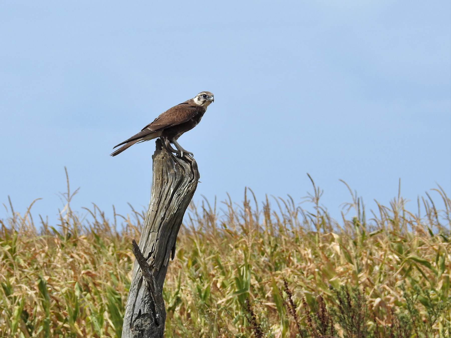 Brown Falcon - eBird