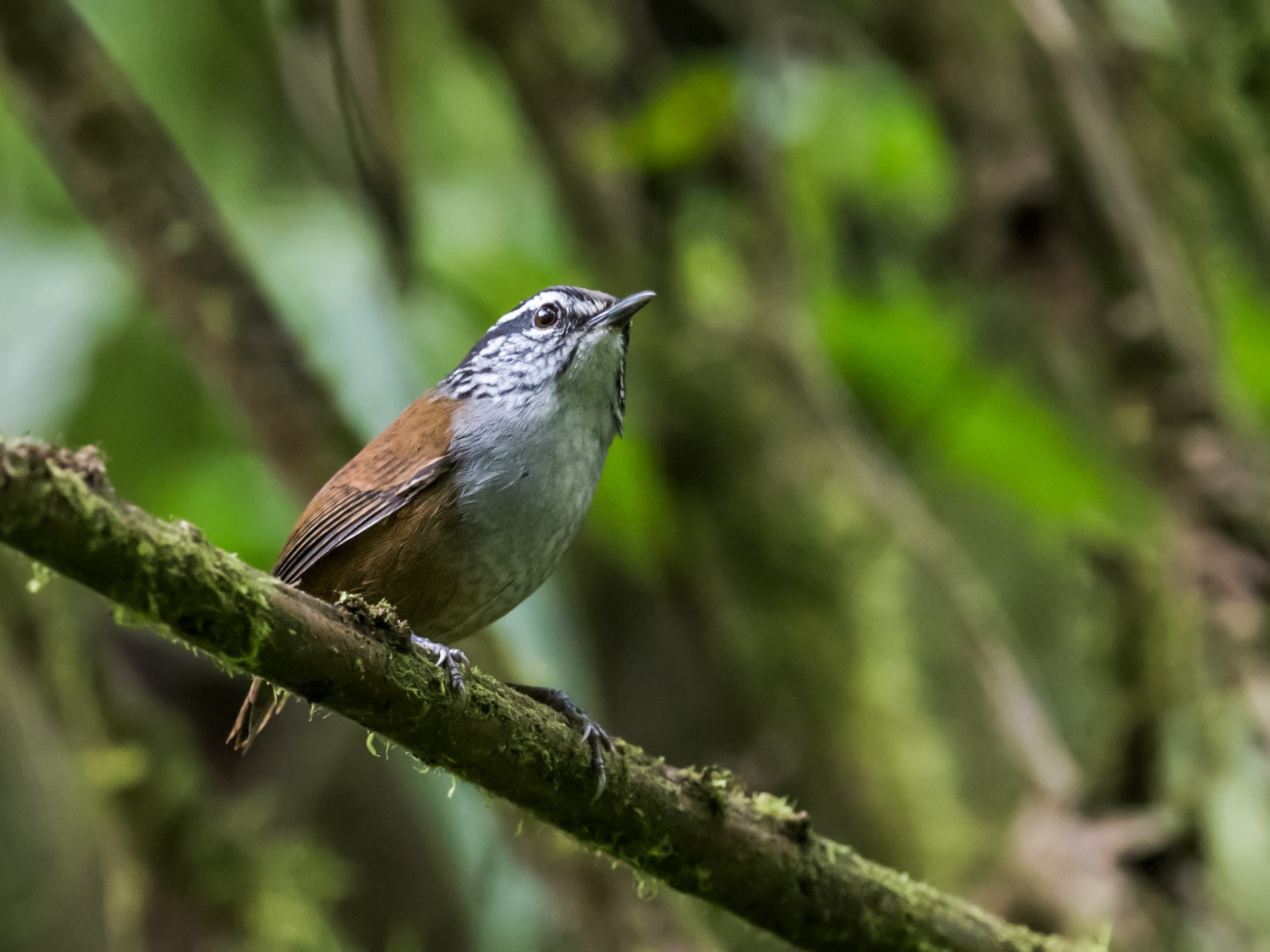 Gray-breasted Wood-Wren (hilaris) - eBird